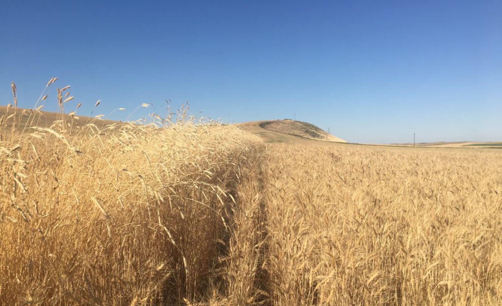 Feral (cereal) rye control driven by Aggressor herbicide. - CoAXium