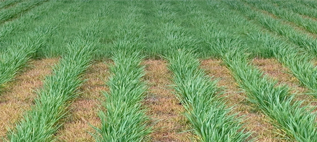 CoAxium Spring Wheat - CoAXium